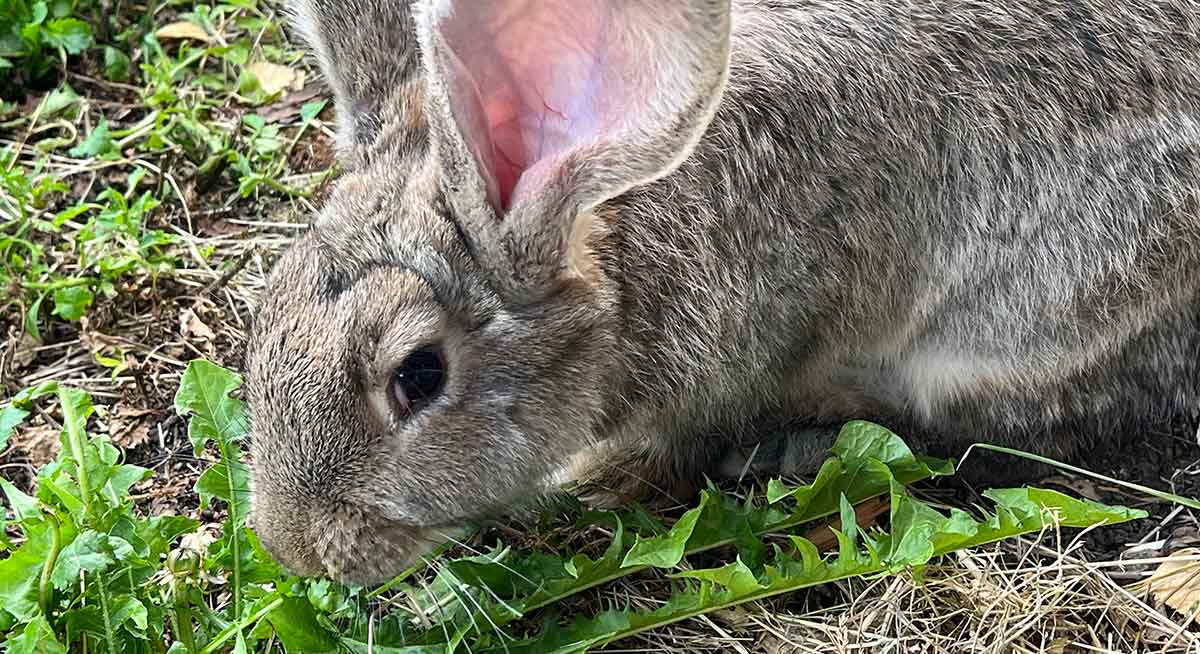 The Right Way To Feed A Rabbit - Just A few rabbits
