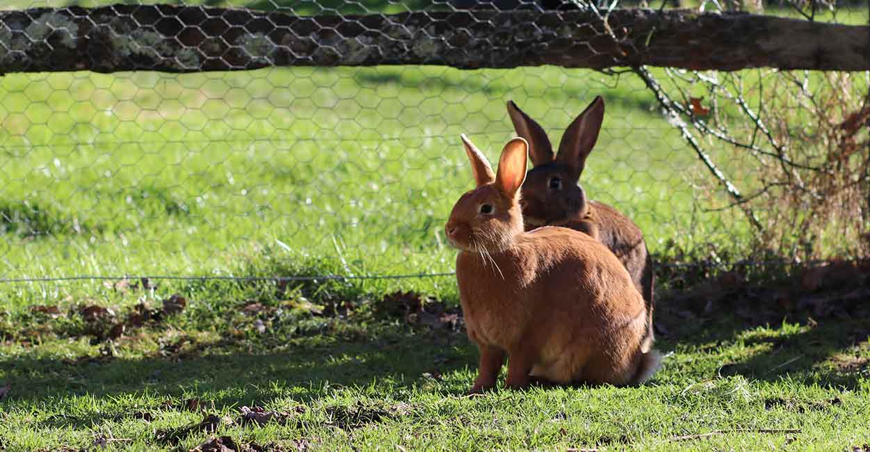 The Right Way To Feed A Rabbit - Just A few rabbits