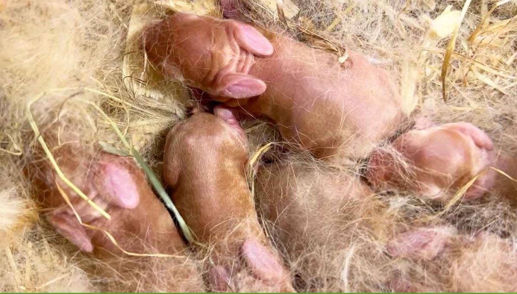 Newborn Baby Rabbits - What To Expect - Just A few rabbits