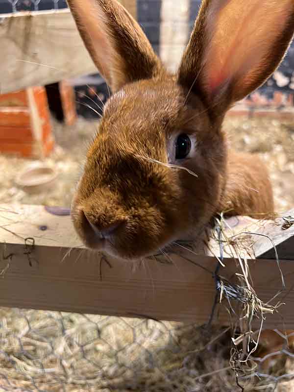 Newborn Baby Rabbits - What To Expect - Just A few rabbits