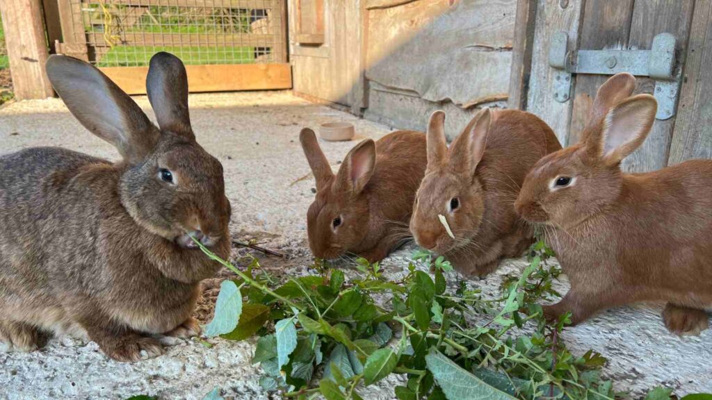 Rabbit Coat Color Genetics Made Easy: Part 1 Your Rabbit’s Base Color ...