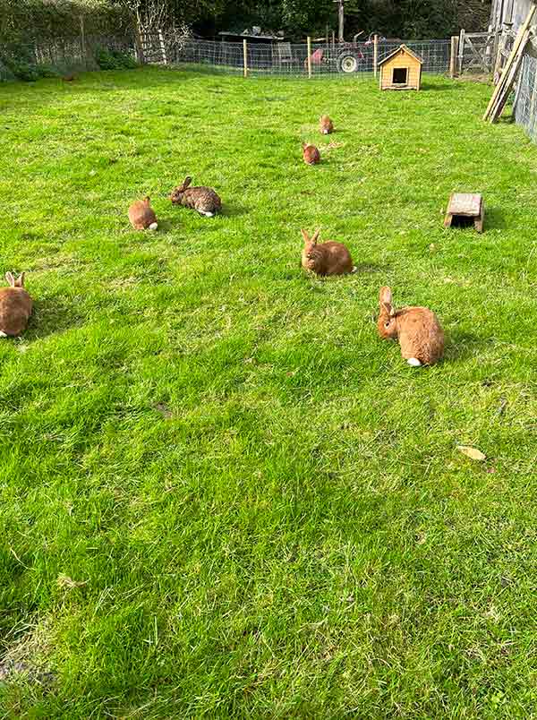 Why Don't Our Rabbits Dig Out? - Just A few rabbits