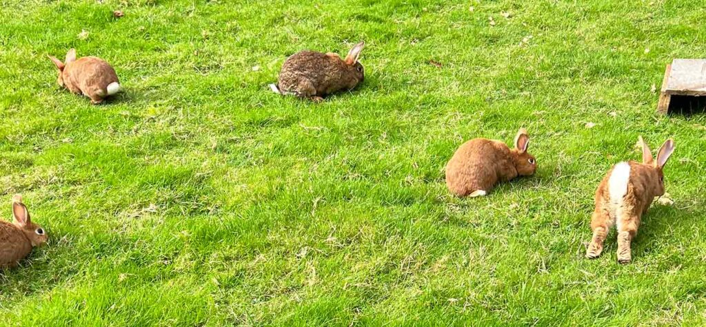 Why Don't Our Rabbits Dig Out? - Just A few rabbits